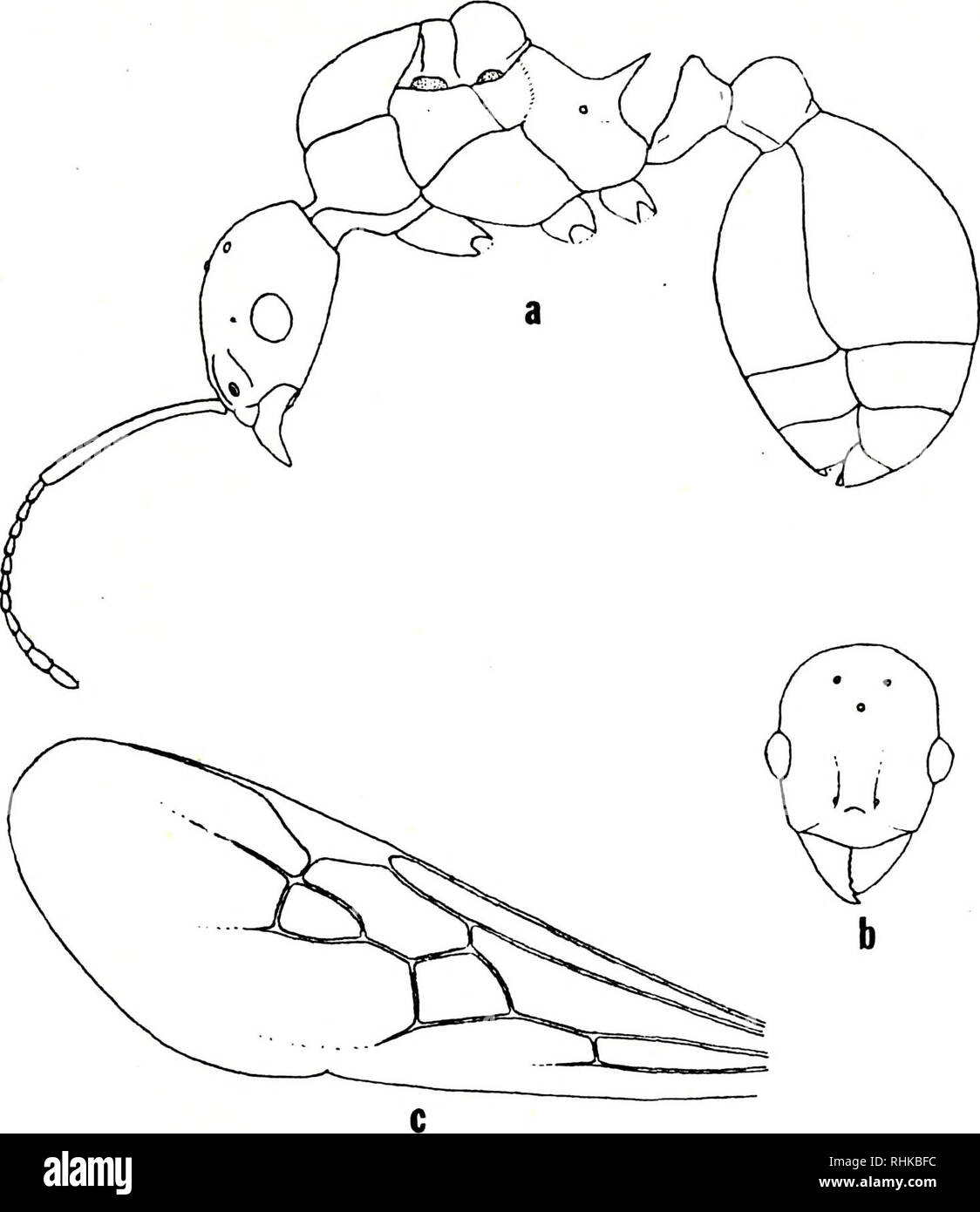 Aphaenogaster flemingi hi-res stock photography and images - Alamy