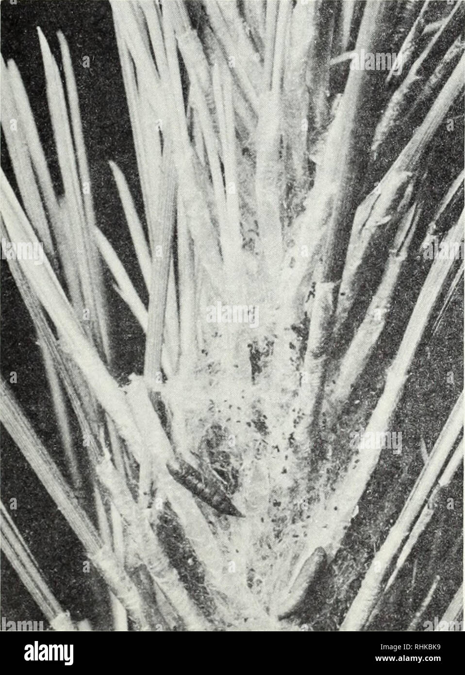 Two needle fascicles hi-res stock photography and images - Alamy