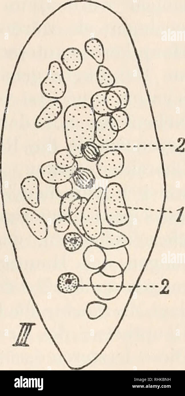 Paramaecium hi-res stock photography and images - Alamy