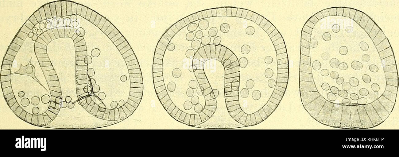 . Biologisches Zentralblatt. Biology. Ziegler, Einwirkung des Alkohols ...