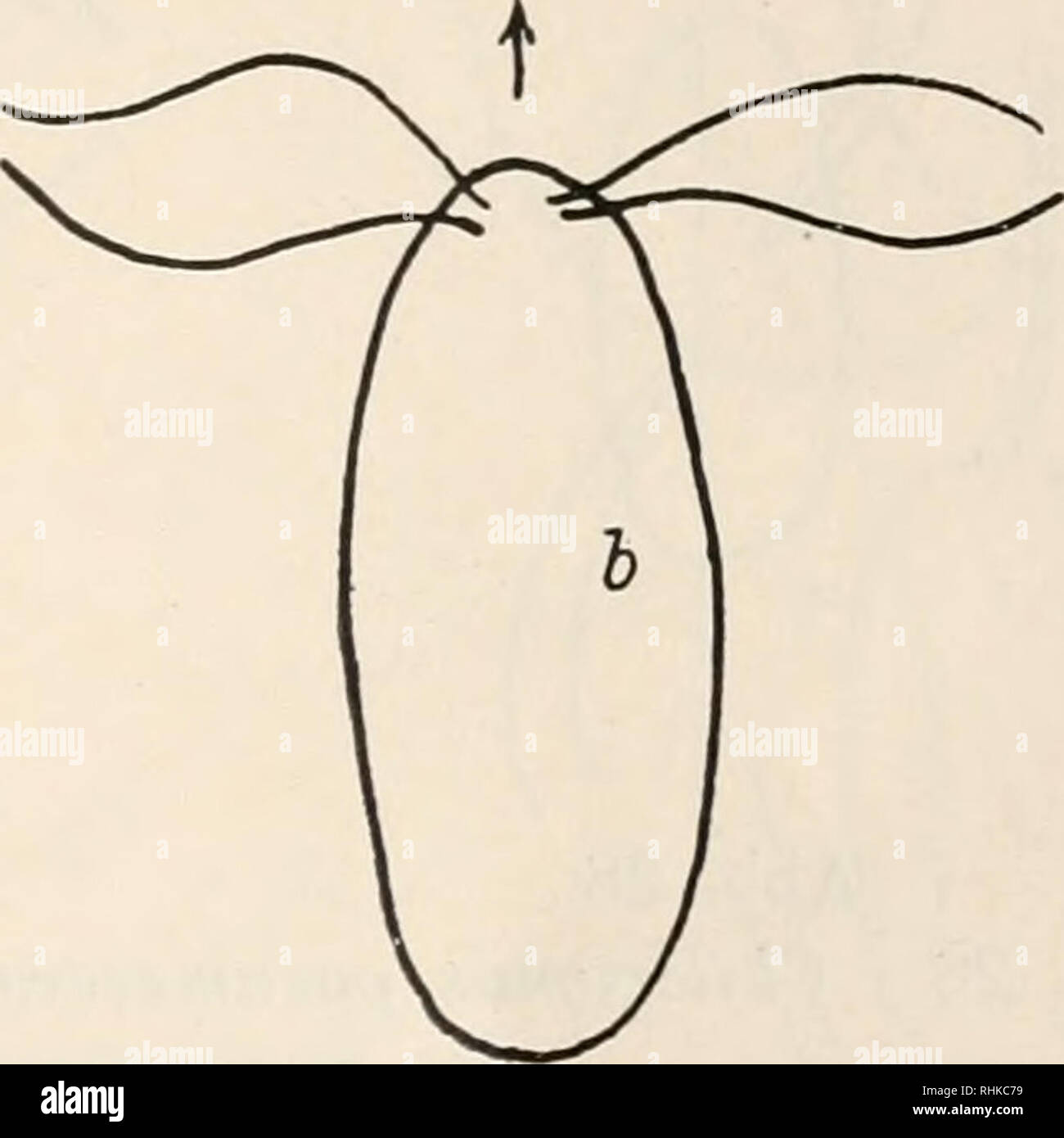 Chilomonas hi-res stock photography and images - Alamy