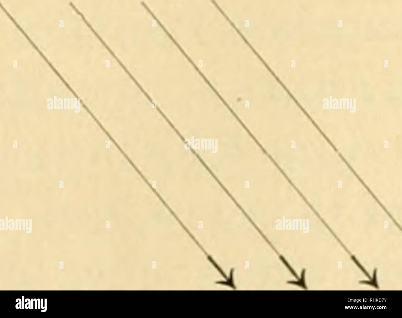 Dulosis hi-res stock photography and images - Alamy