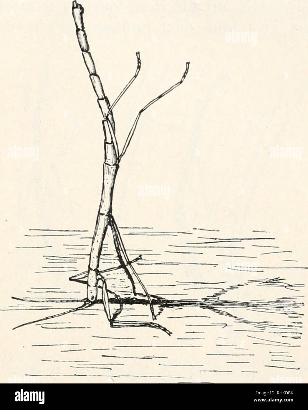 Auf vier beinen hi-res stock photography and images - Alamy