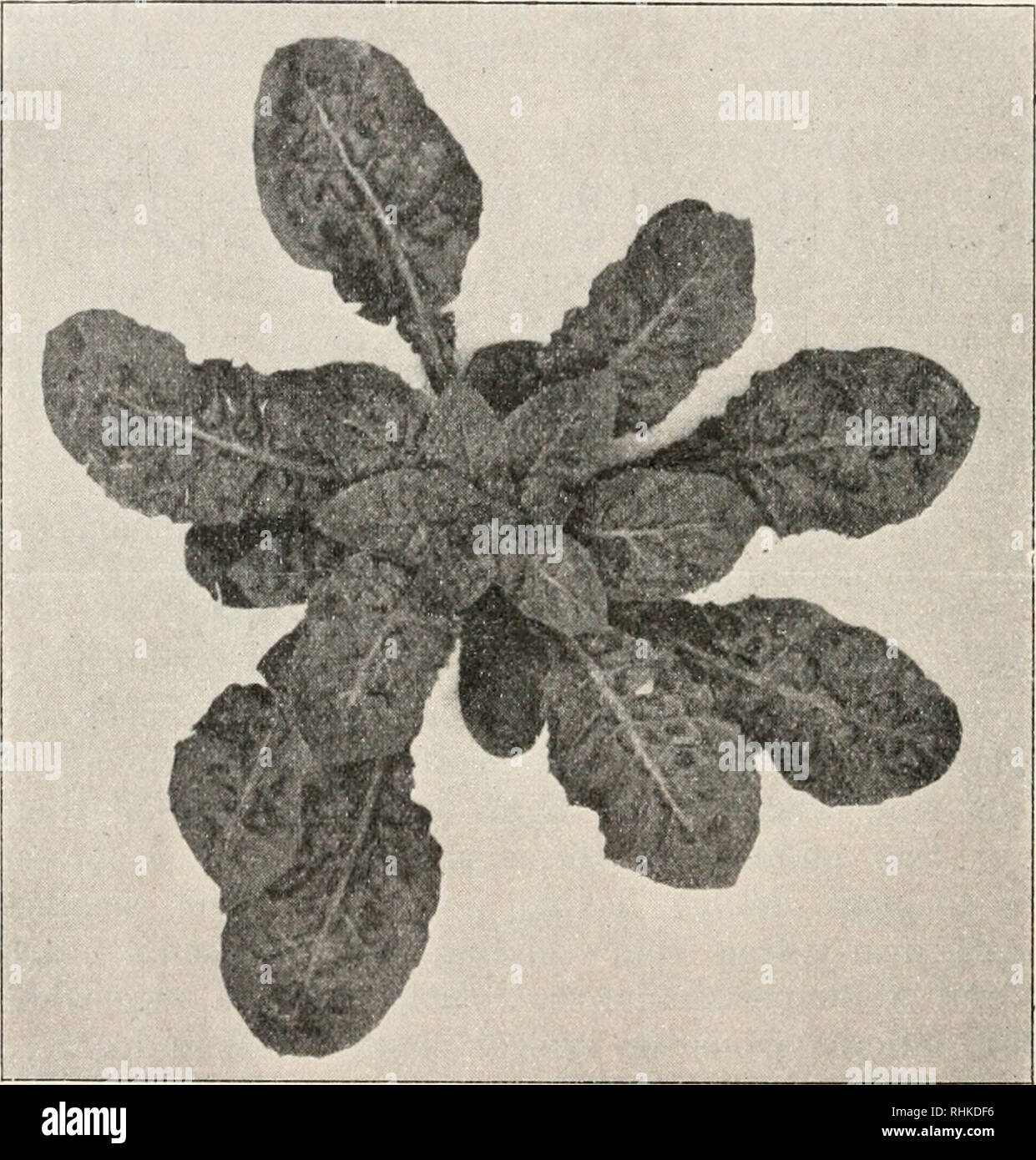 Basal Rosette Stock Photos & Basal Rosette Stock Images - Alamy