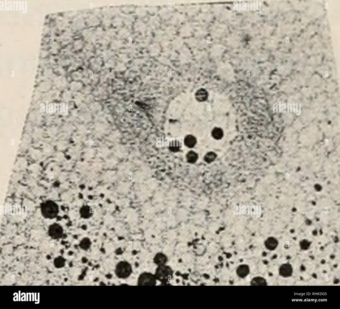 Ganze masse hi-res stock photography and images - Alamy