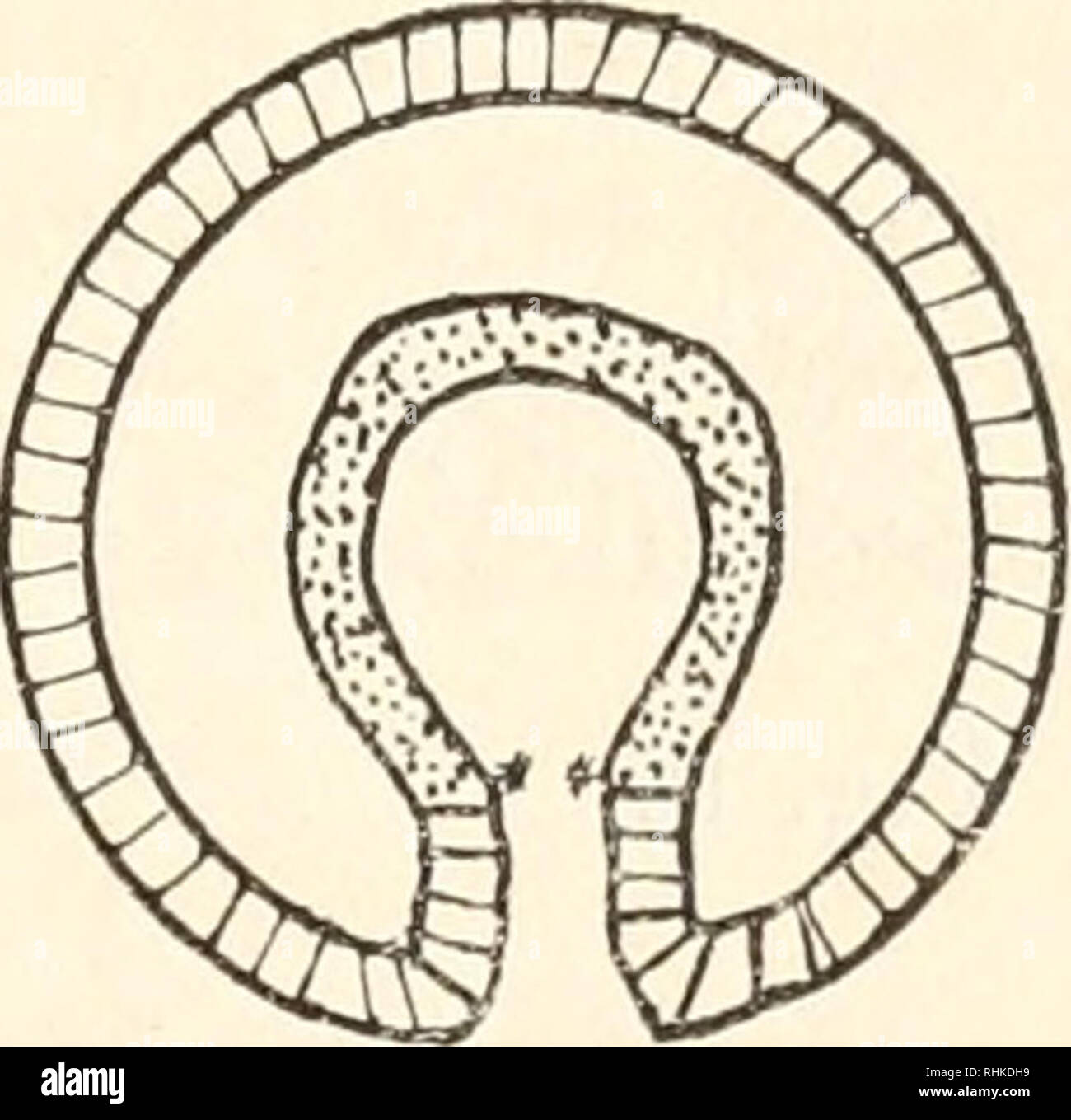 . Biologisches Zentralblatt. Biology. Fig. 11. Was heißt denn das: „Der ...