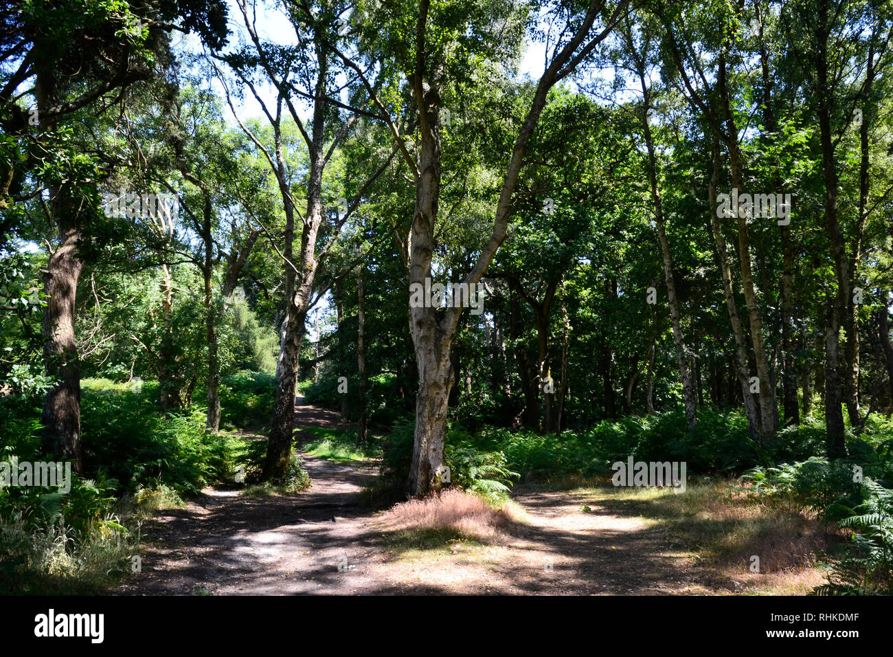 RSPB Arne Nature Reserve, Dorset, England, UK Stock Photo - Alamy