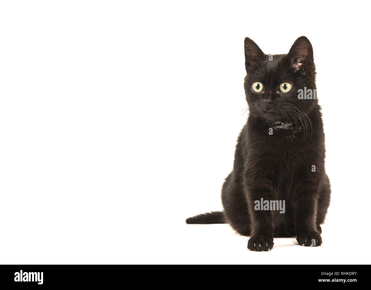 Young black cat sitting looking away to the left isolated on a white ...