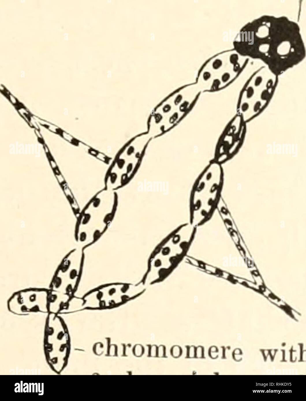 Chromoplasts hi-res stock photography and images - Alamy