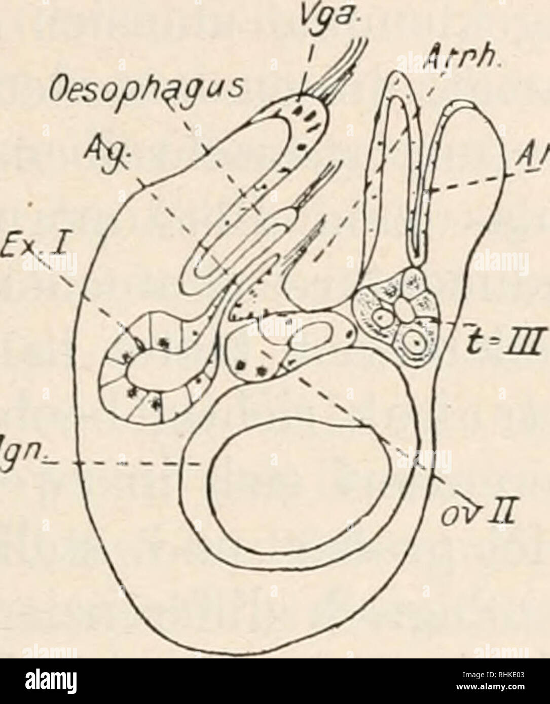 Lebedinsky hi-res stock photography and images - Alamy