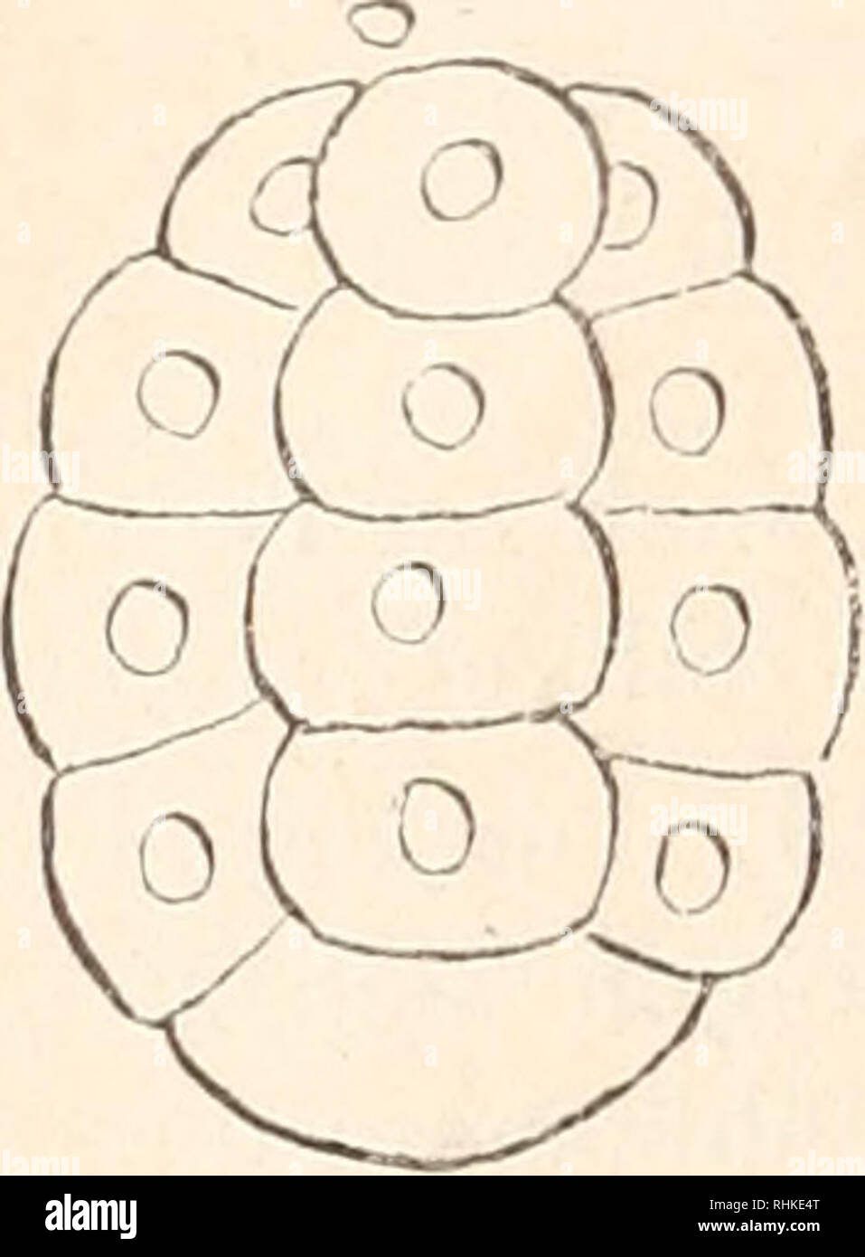 Hintere zelle hi-res stock photography and images - Alamy