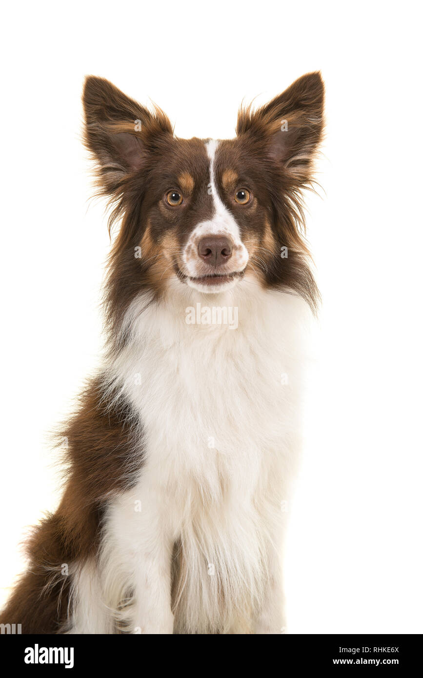 Portrait of miniature american shepherd dog looking at the camera ...