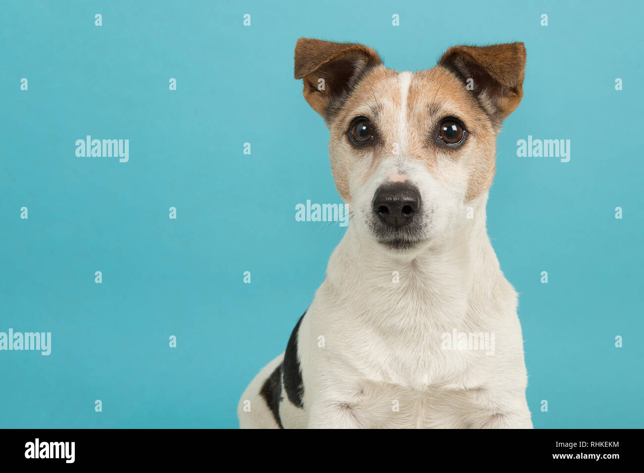 Cute jack russell dog portrait glancing away on a blue background Stock ...