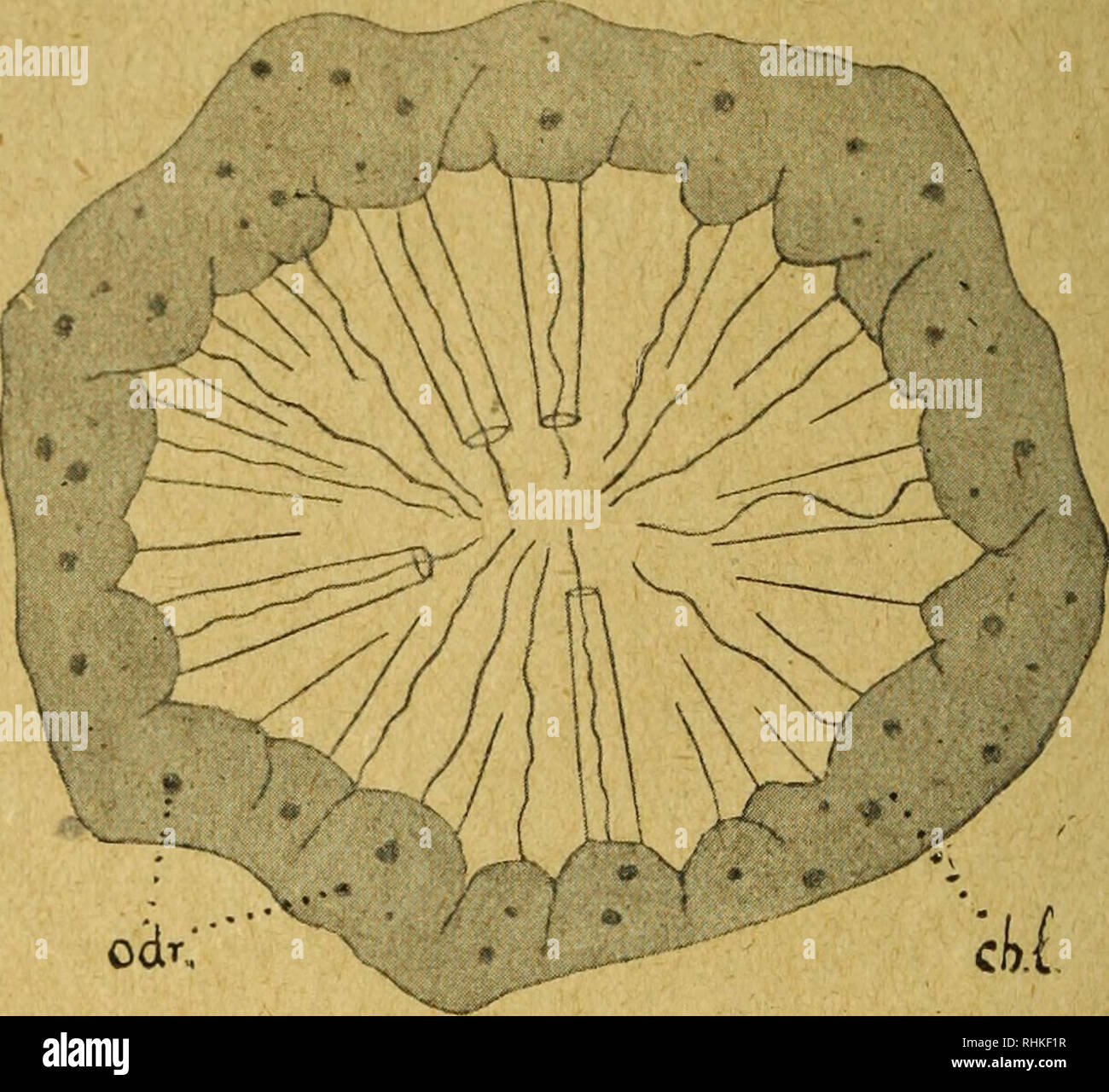 Spongilla Under Microscope
