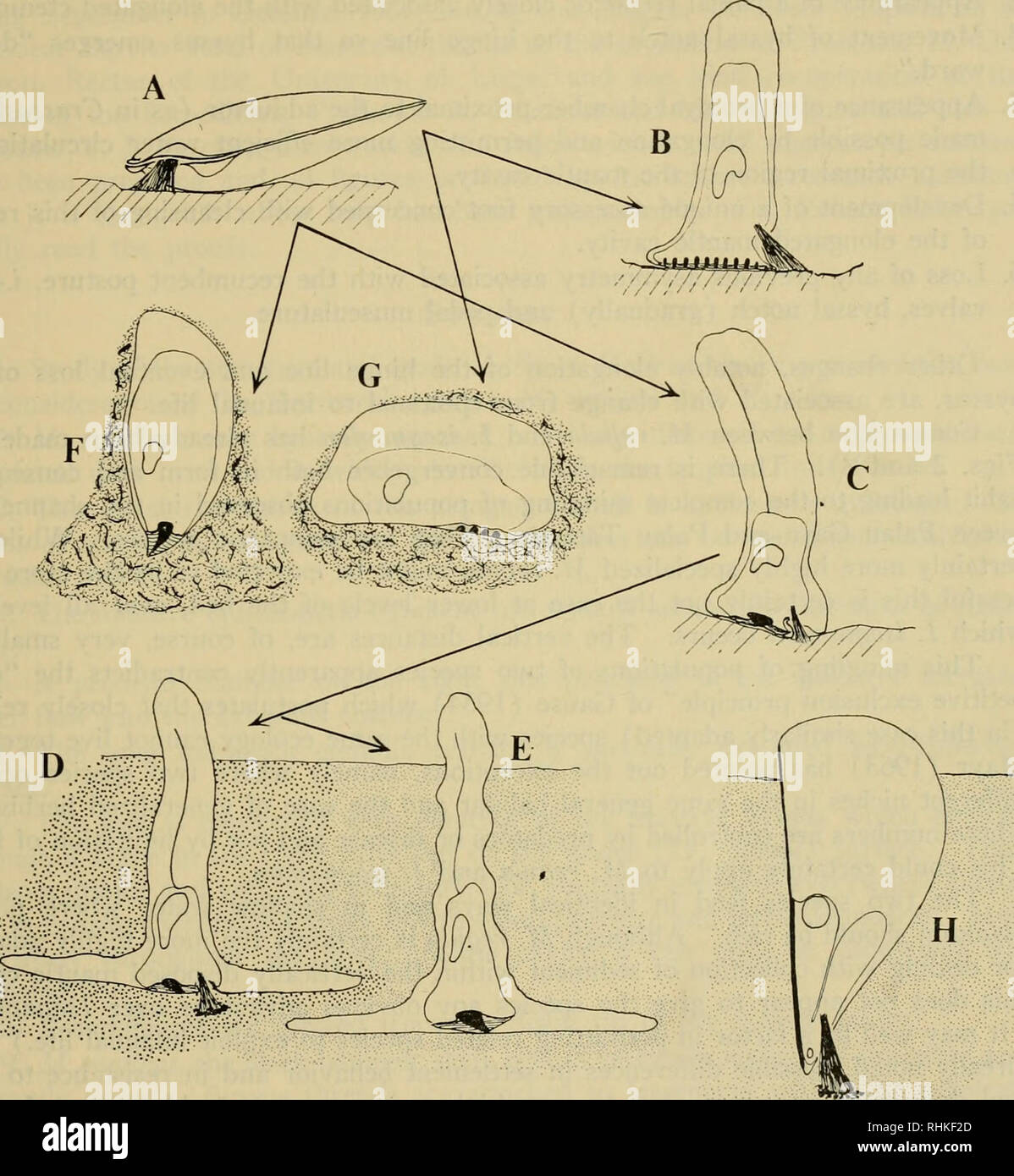. The Biological bulletin. Biology; Zoology; Marine biology ...