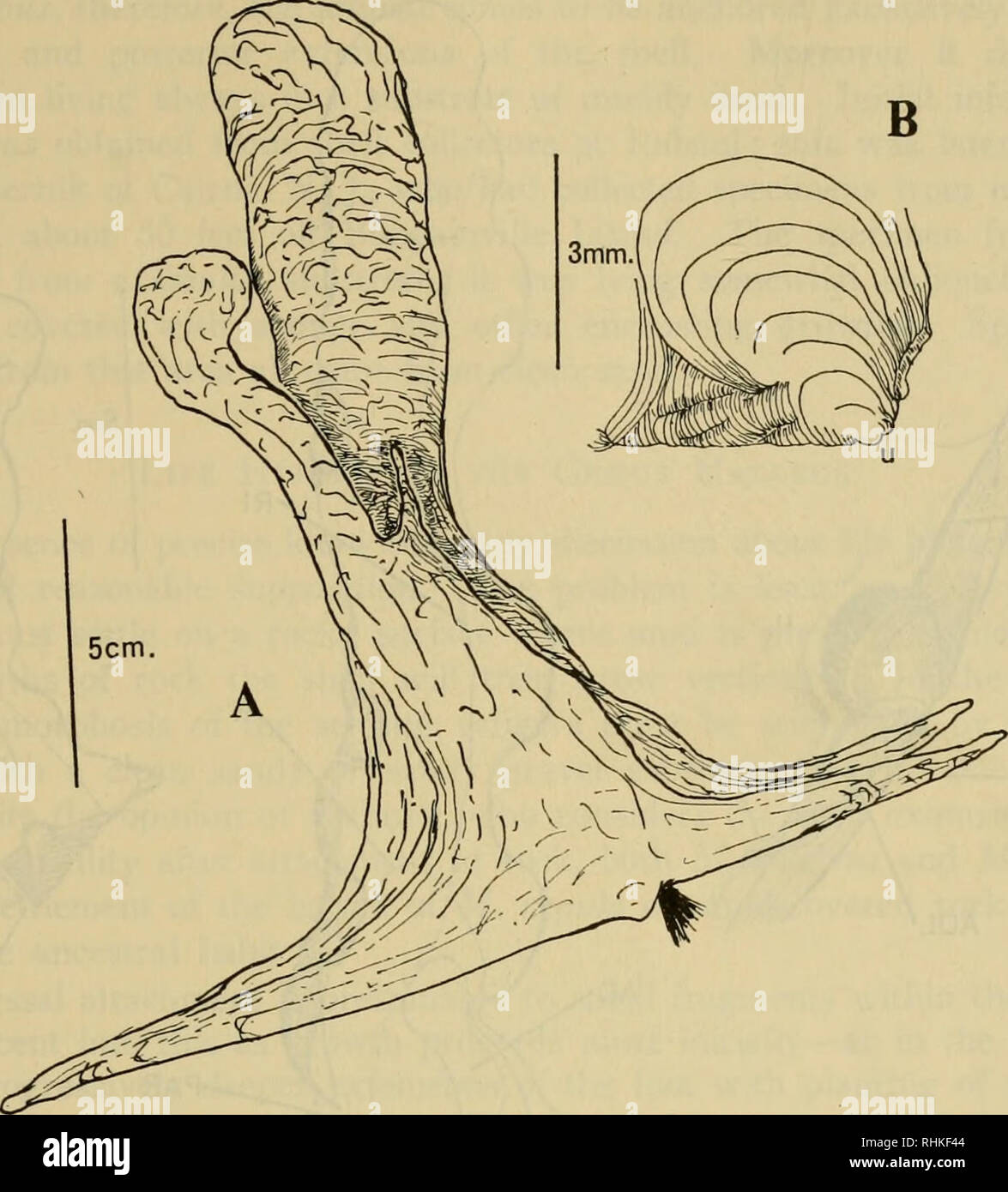Conchiolin hi-res stock photography and images - Alamy