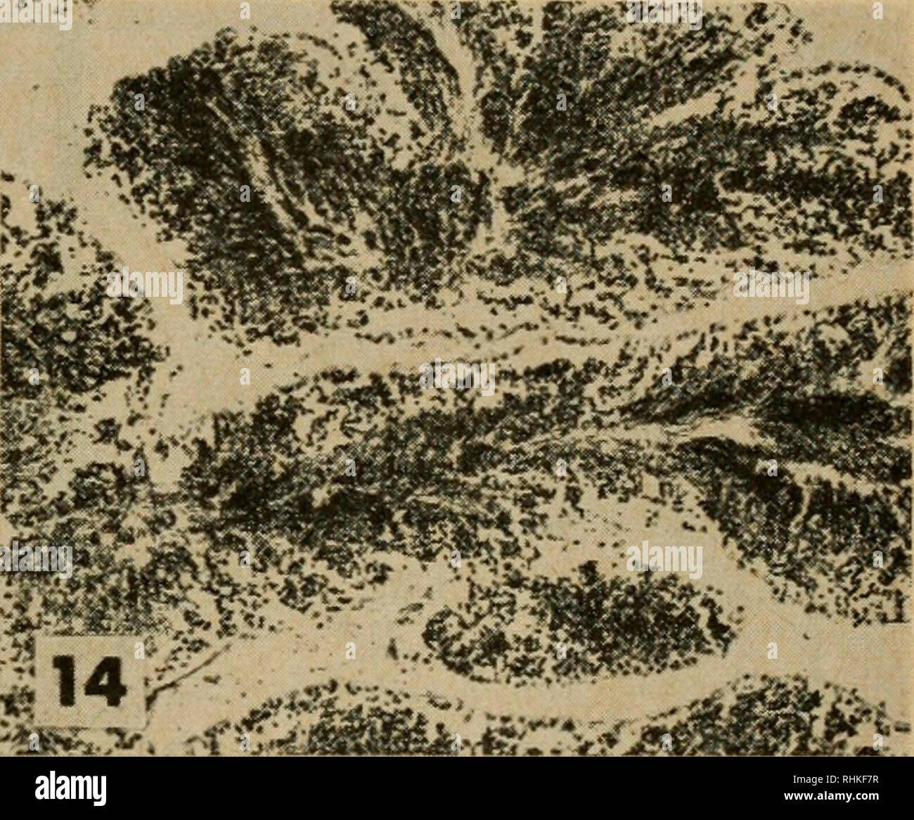 . The Biological bulletin. Biology; Zoology; Marine biology ...