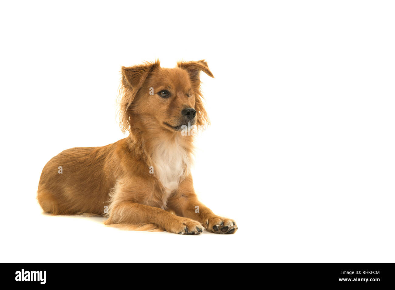 Can A Dog Survive With One Eye