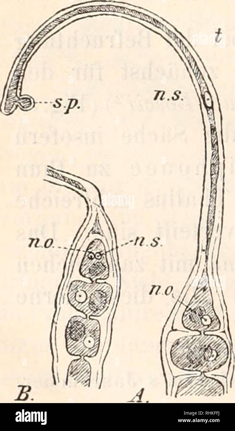 Nemalion hi-res stock photography and images - Alamy