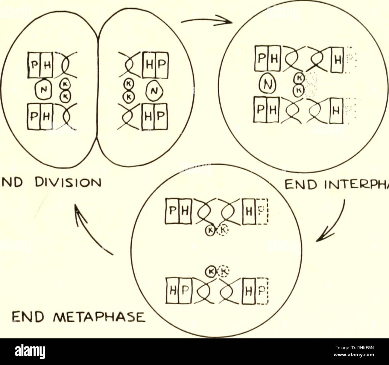 . Biological structure and function; proceedings. Biochemistry ...