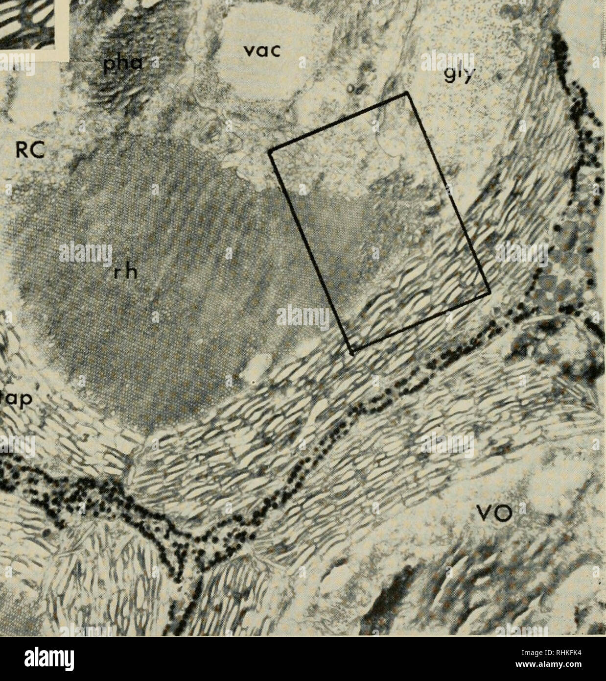 . The Biological bulletin. Biology; Zoology; Marine biology. con y" 5ju ...