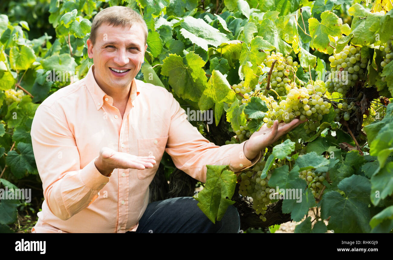 Happy man vintner showing green grapes and leaves in summer day Stock ...