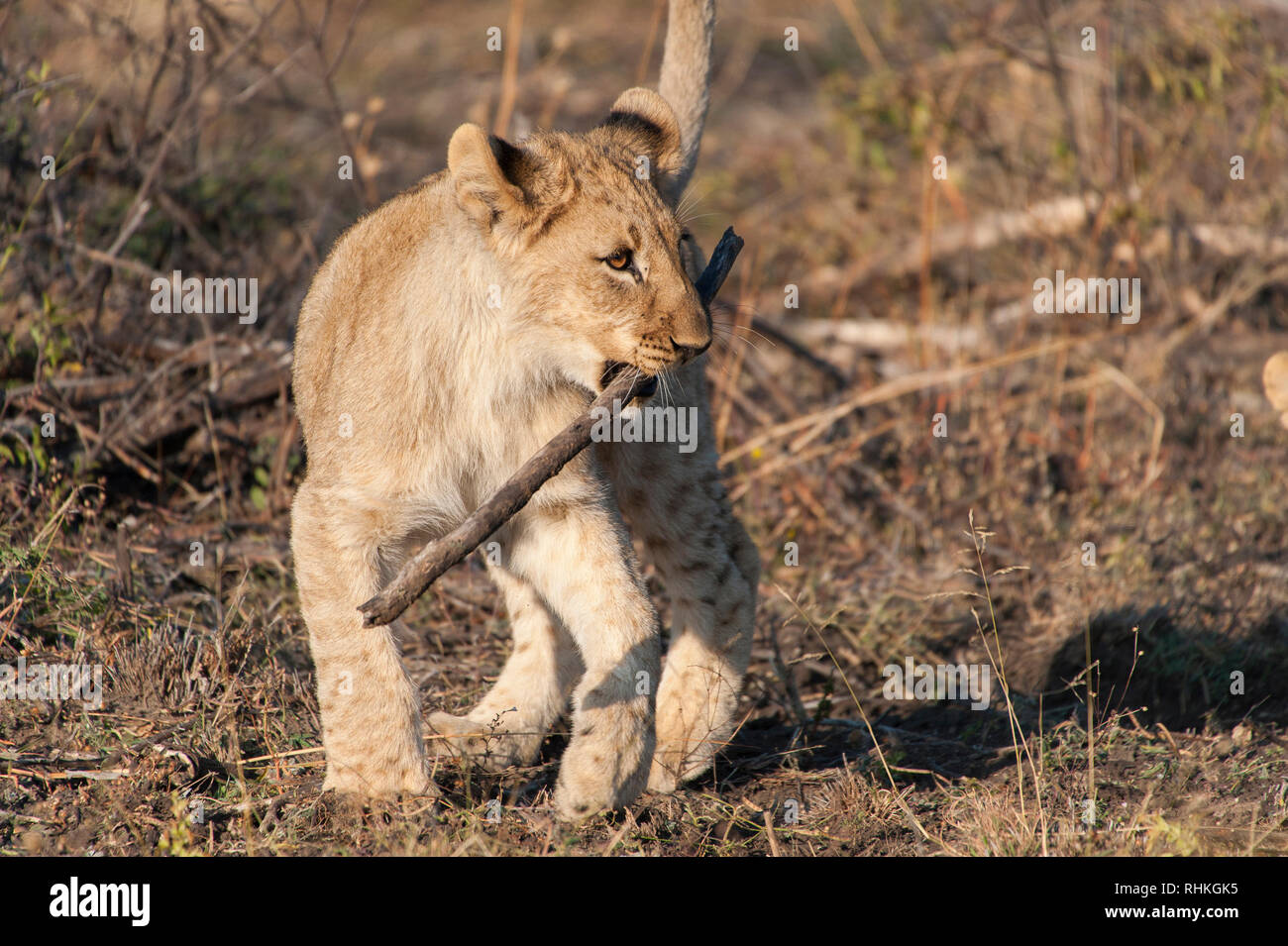 A lion cub playing with stick in Kruger National Park, South Africa ...