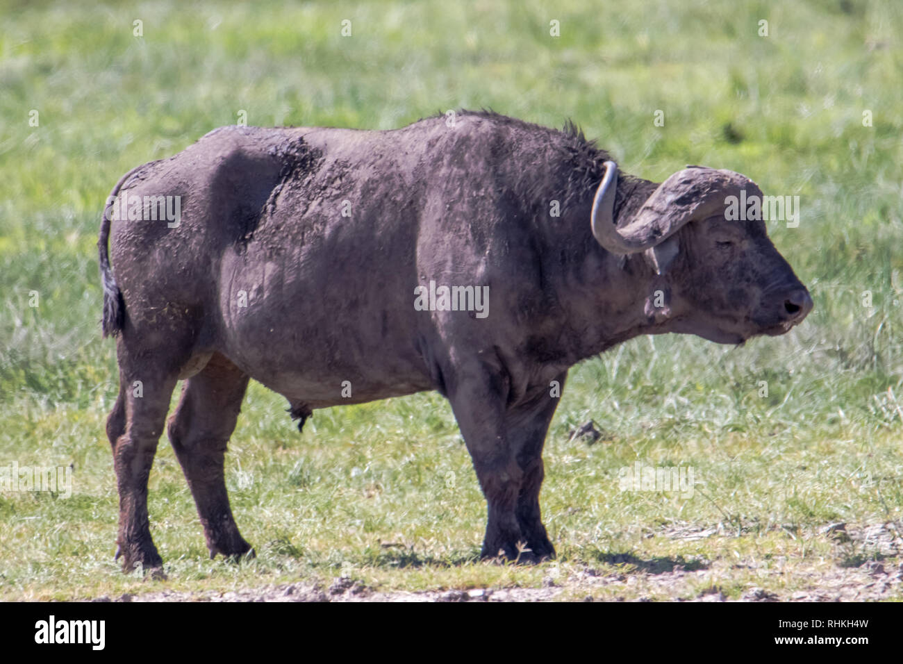 African buffalo bull hi-res stock photography and images - Alamy