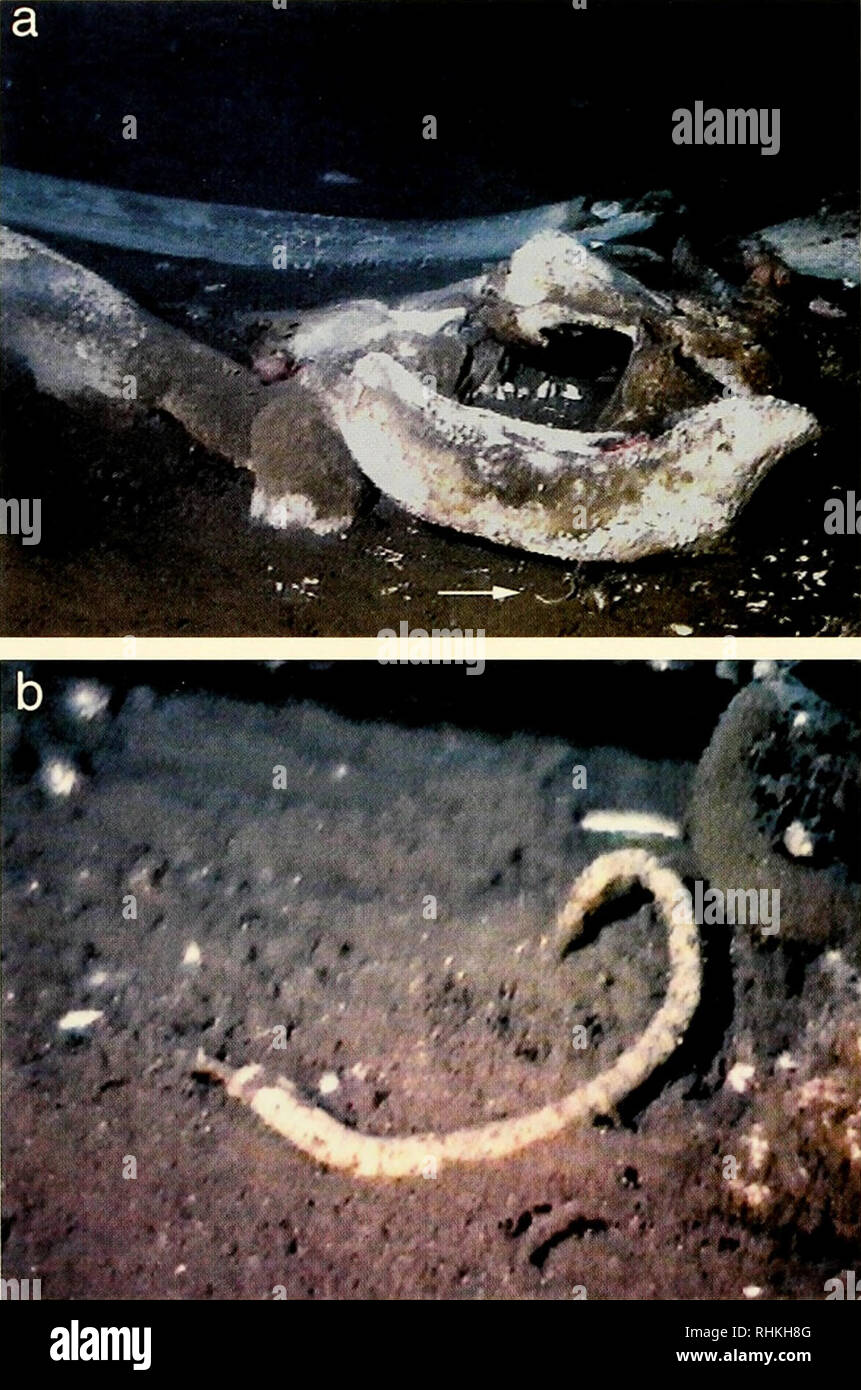 Whale fall deep sea hi-res stock photography and images - Alamy