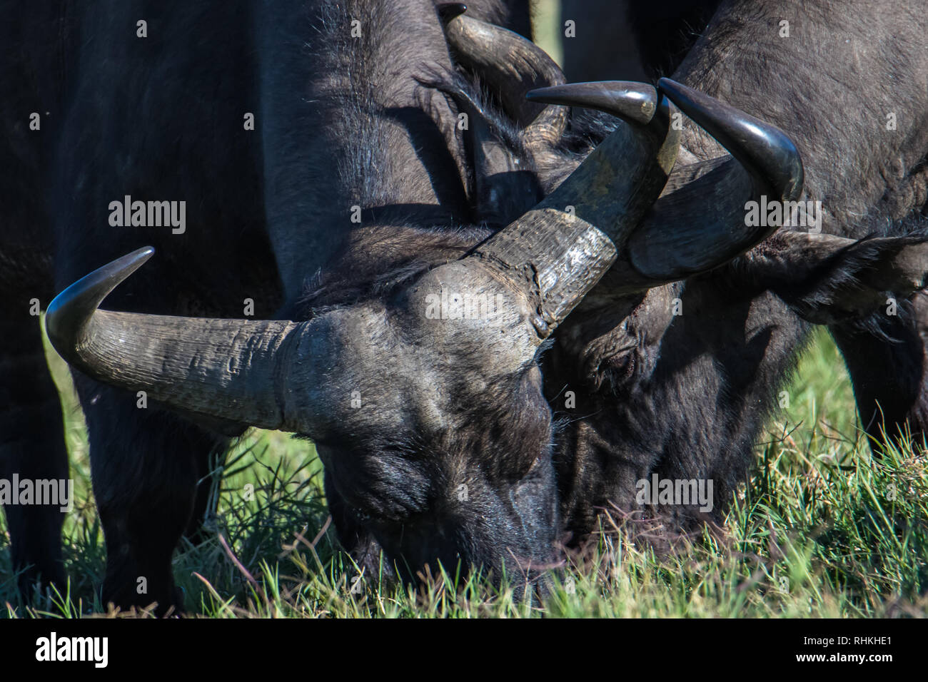 Two buffalo fighting Ngorongoro Stock Photo - Alamy