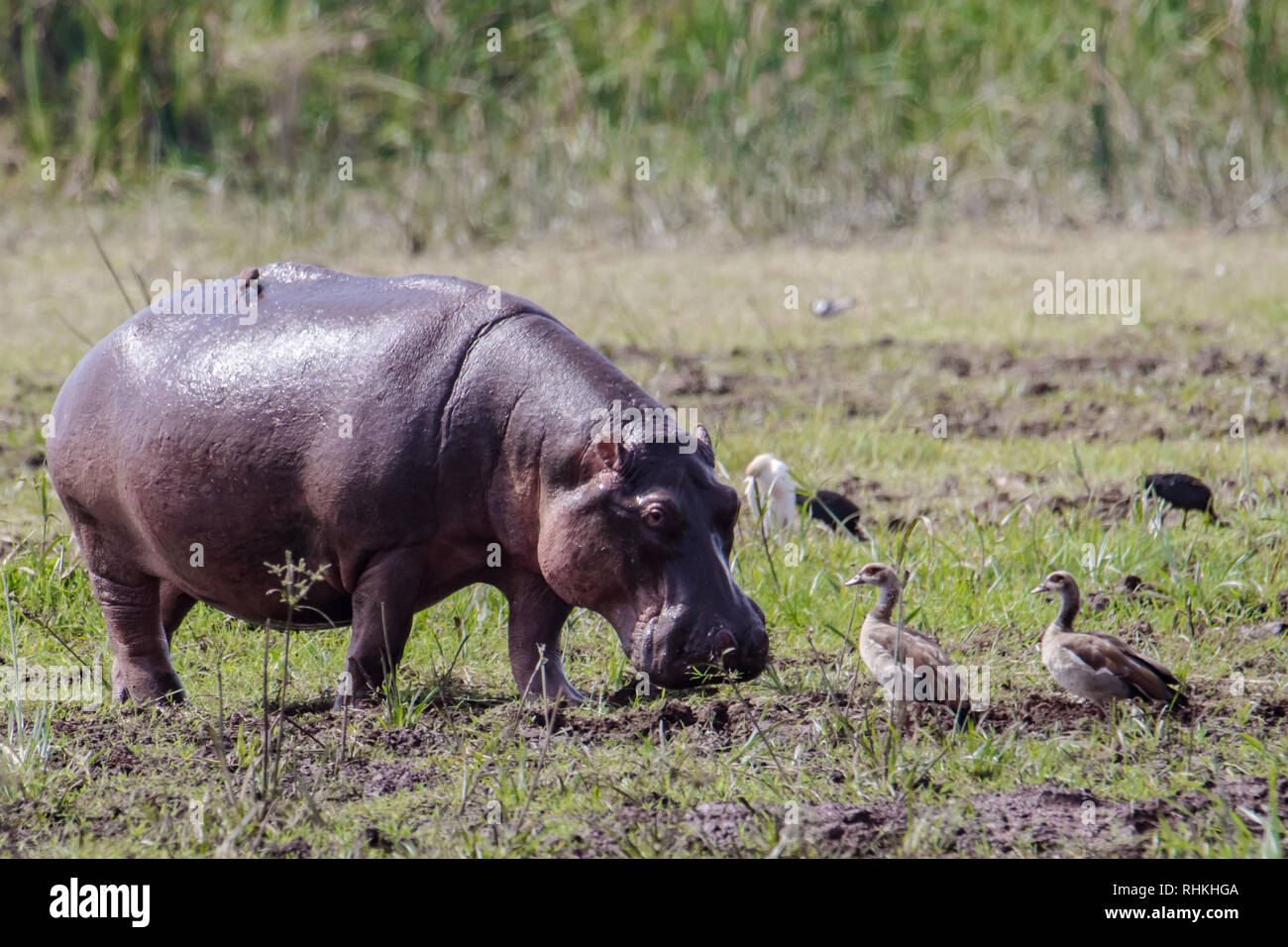 Lake manyara national park hippo hi-res stock photography and images ...