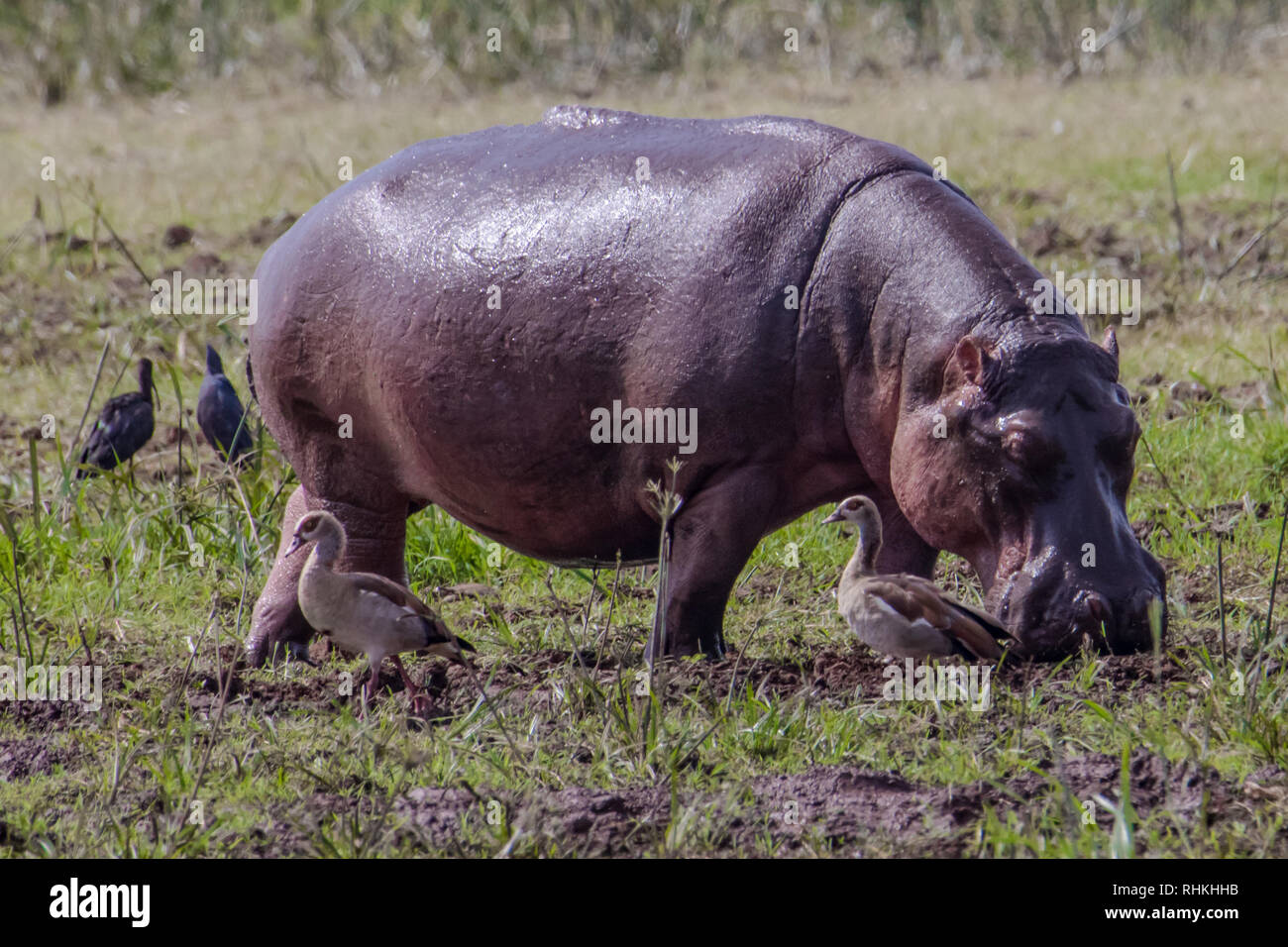 Hippo and two birds Stock Photo - Alamy