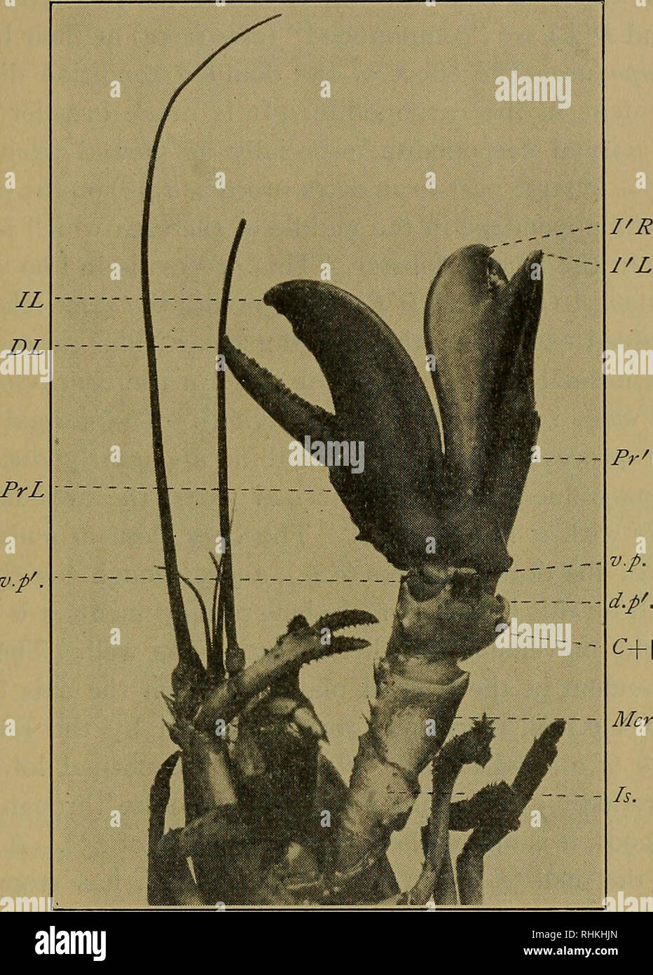 . The Biological bulletin. Biology; Zoology; Marine biology ...