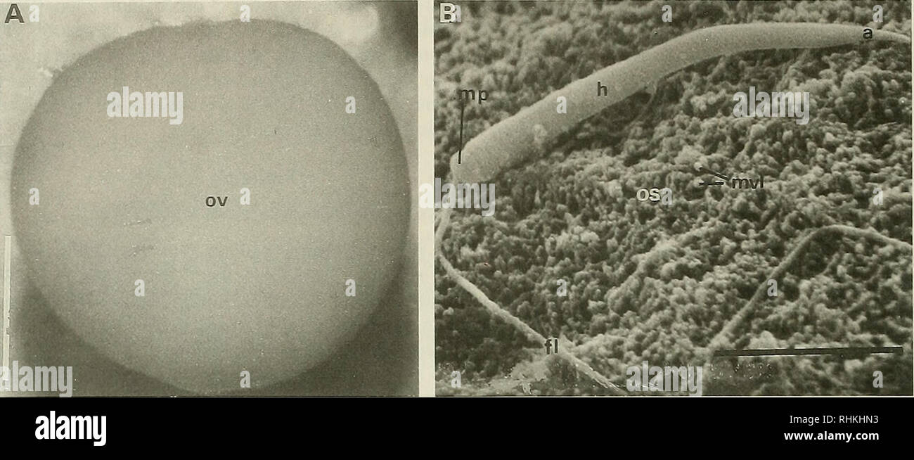 Oocyte sem hi-res stock photography and images - Alamy