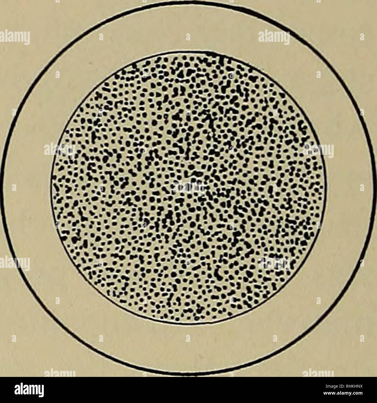 . The Biological bulletin. Biology; Zoology; Marine biology. Fig. 2 ...