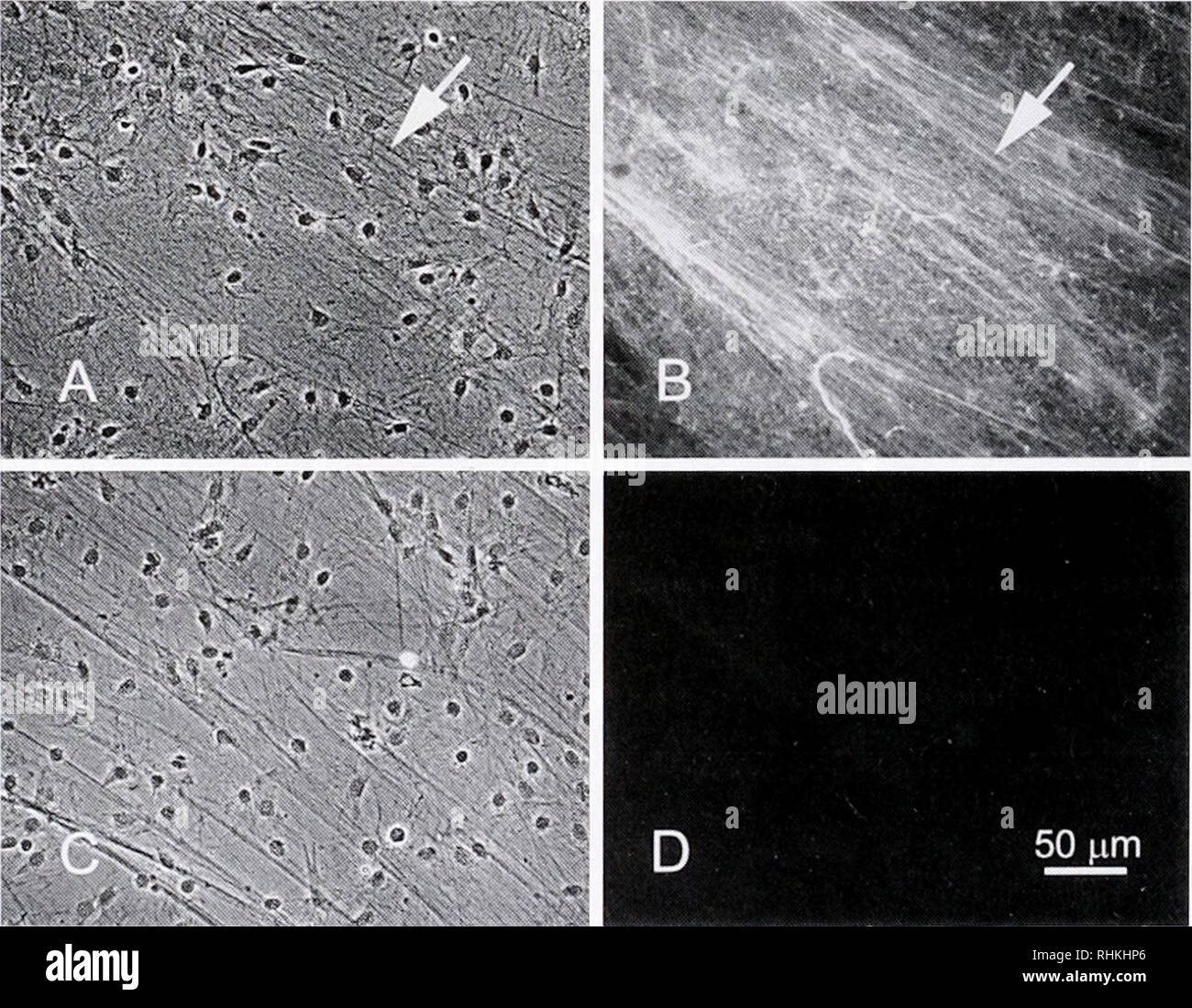 Hemocyanin hi-res stock photography and images - Alamy