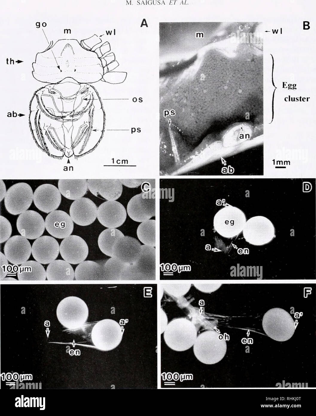 Gonopore hi-res stock photography and images - Alamy