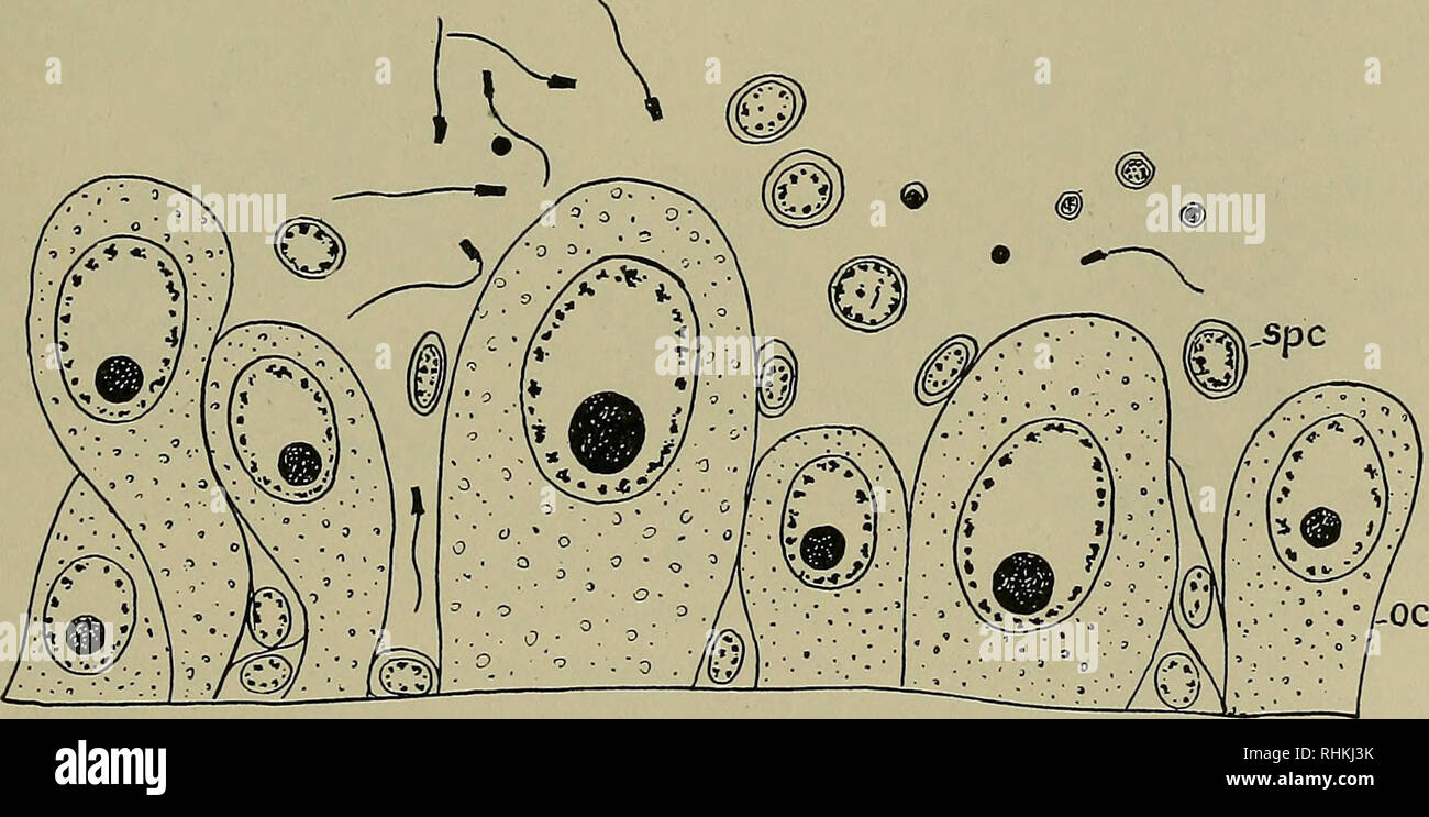 Ovocytes hi-res stock photography and images - Alamy