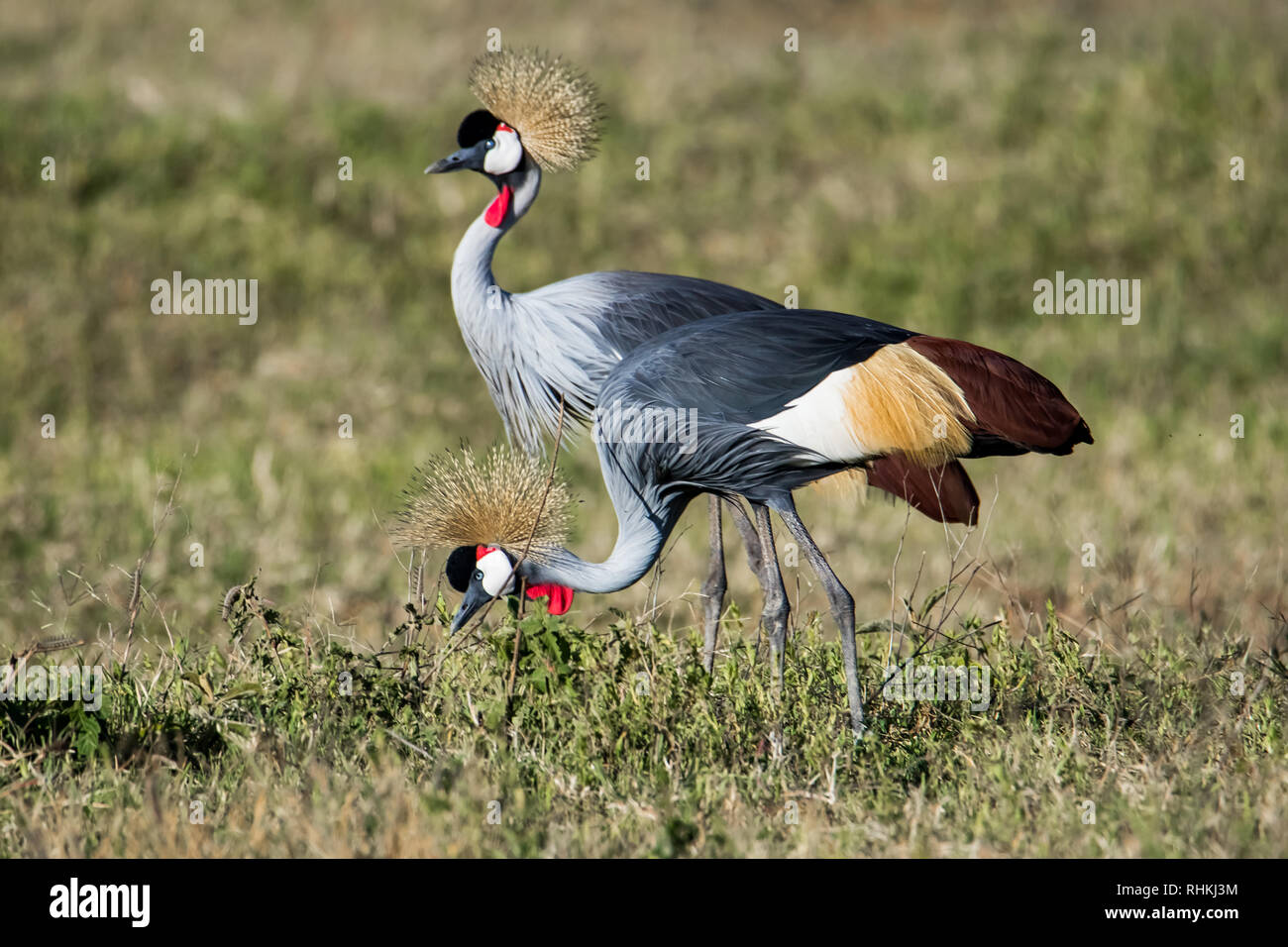 East african cranes hi-res stock photography and images - Alamy
