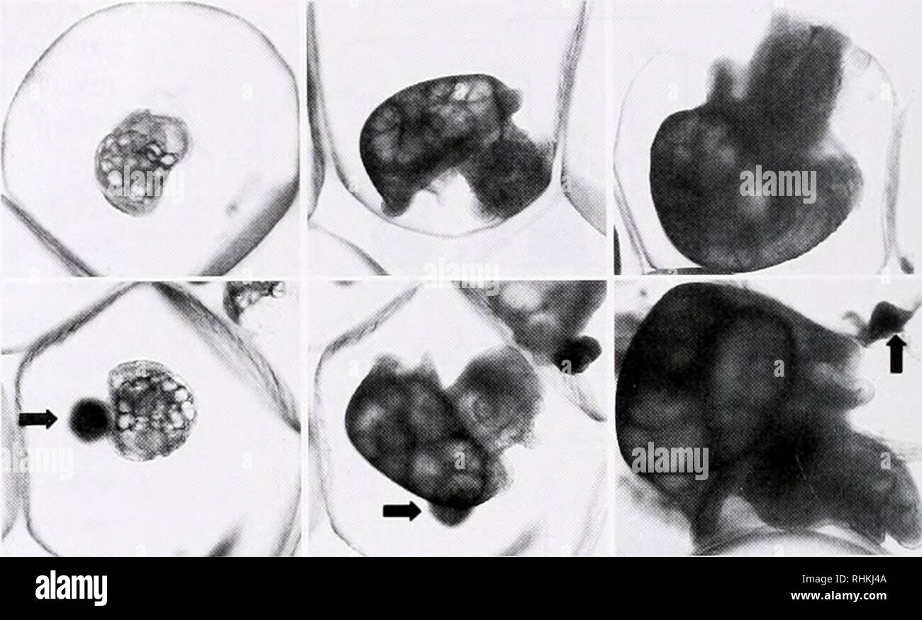 2 cell stage embryo hi-res stock photography and images - Alamy
