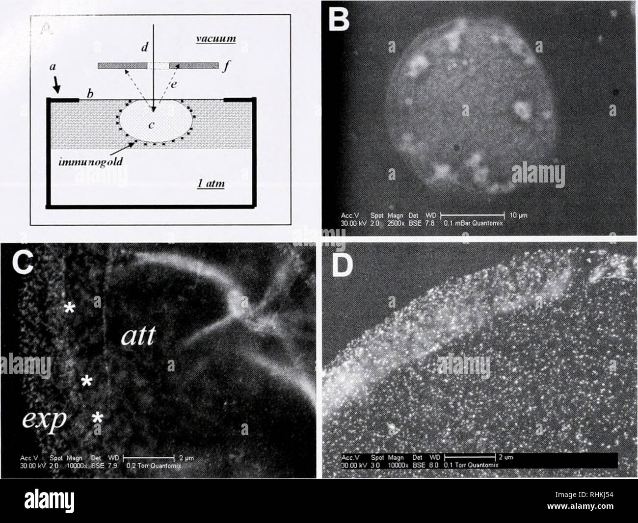 . The Biological bulletin. Biology; Zoology; Biology; Marine Biology ...