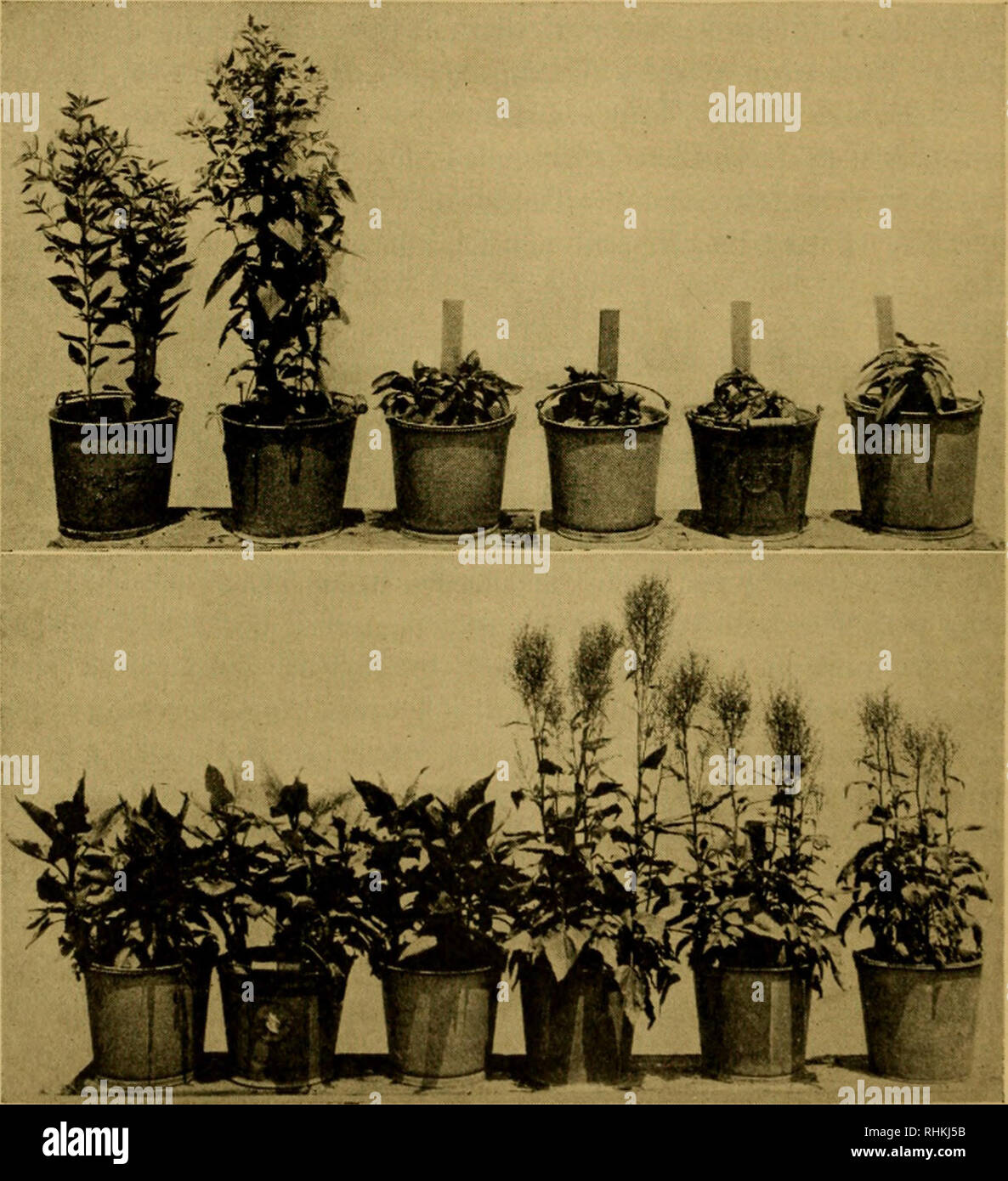 Radiation Effects On Plants