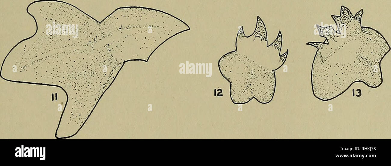 Placoid scales hi-res stock photography and images - Alamy