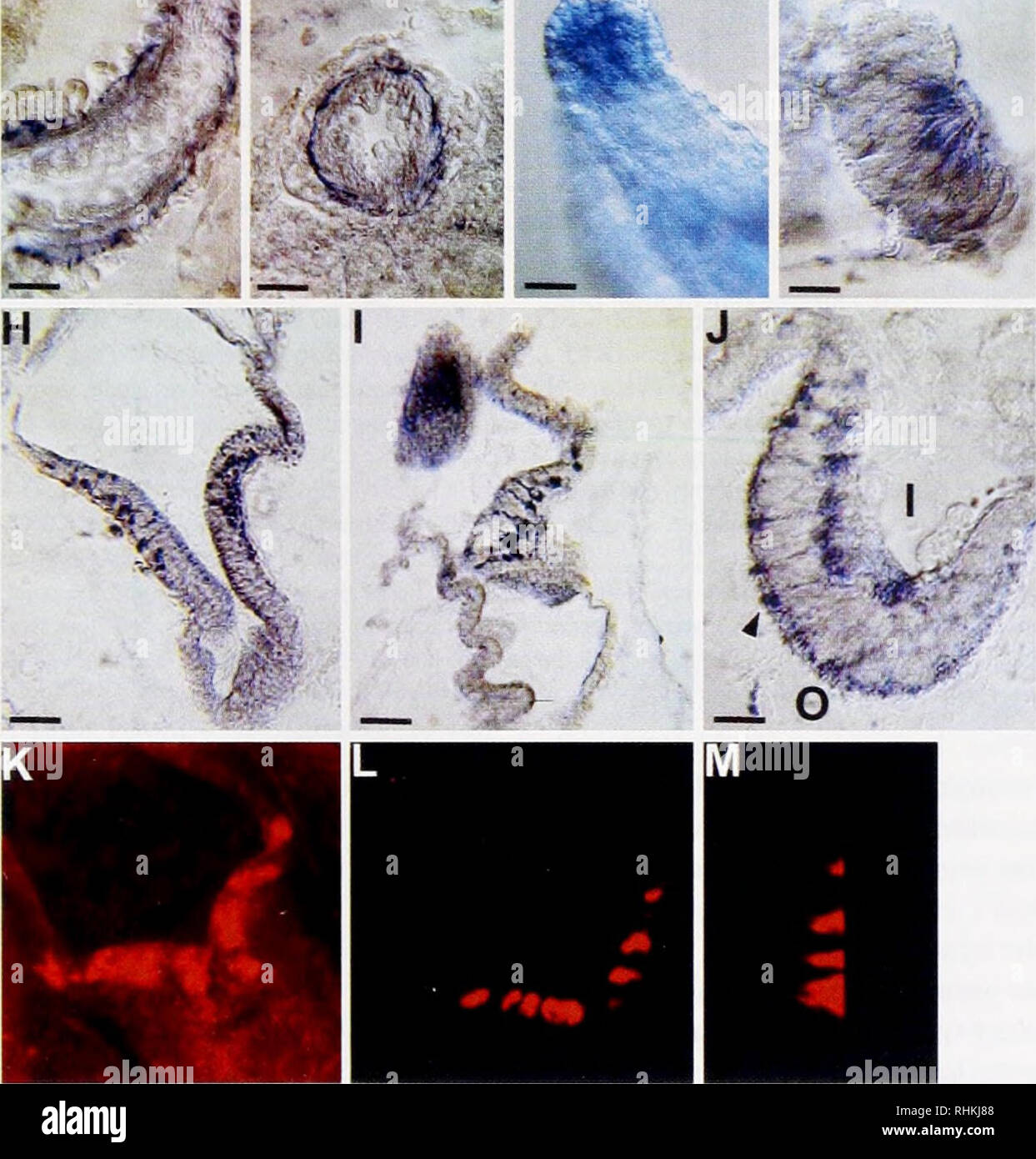 . The Biological bulletin. Biology; Zoology; Biology; Marine Biology ...
