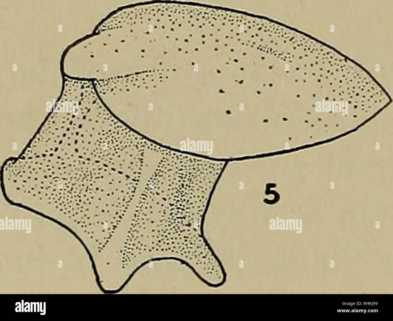. The Biological bulletin. Biology; Zoology; Marine biology. 54 LEONARD ...