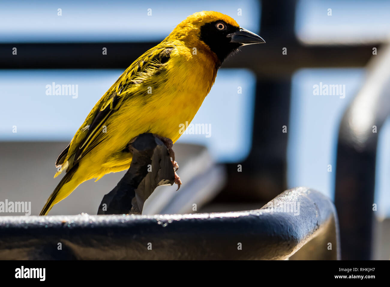 Weaverbird hi-res stock photography and images - Alamy