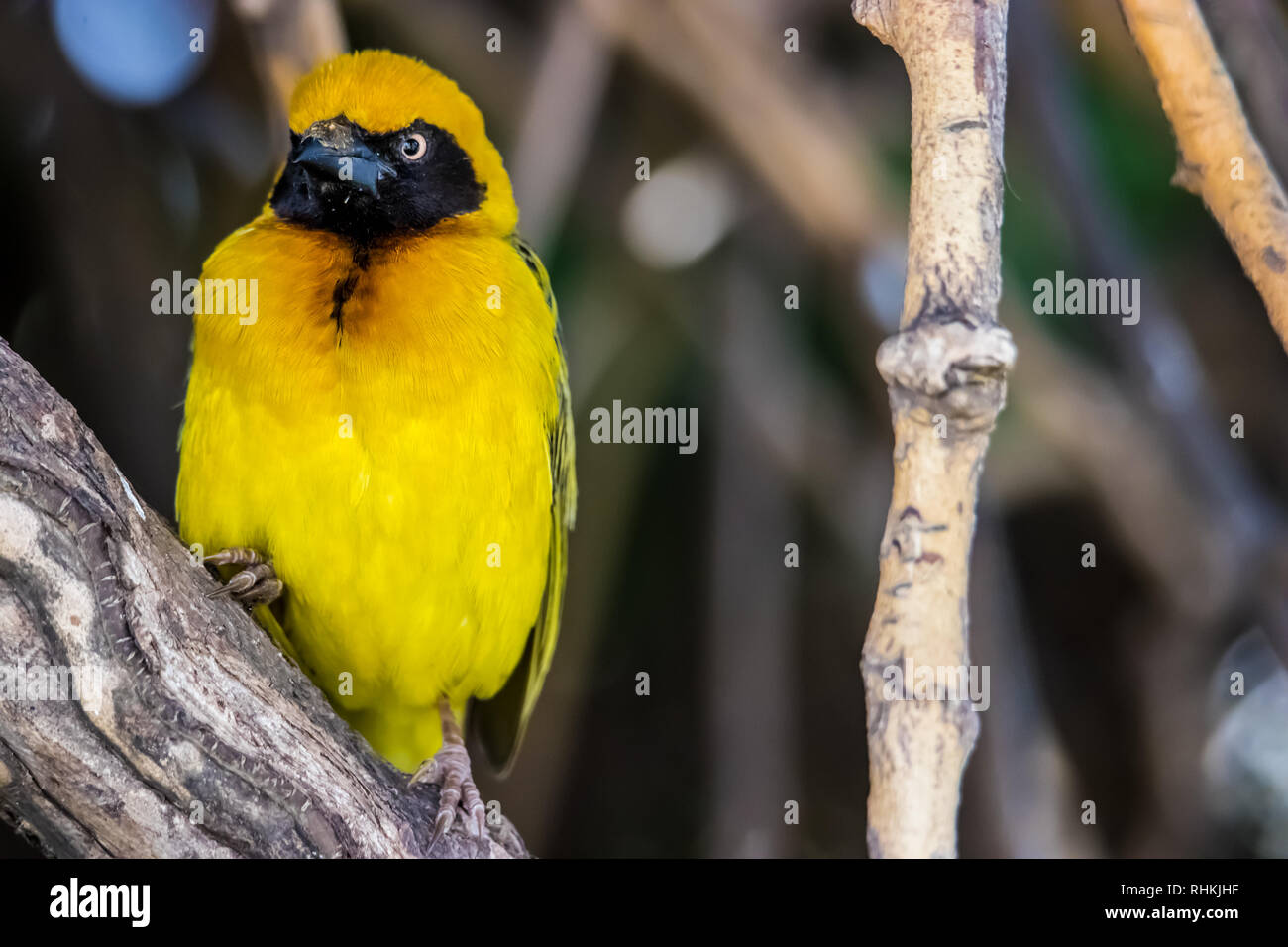 Weaverbird hi-res stock photography and images - Alamy