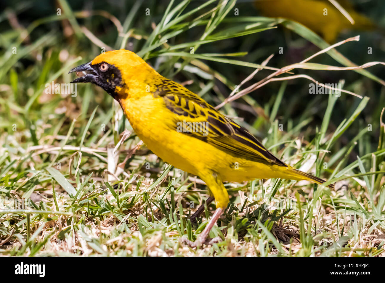 Weaverbird hi-res stock photography and images - Alamy