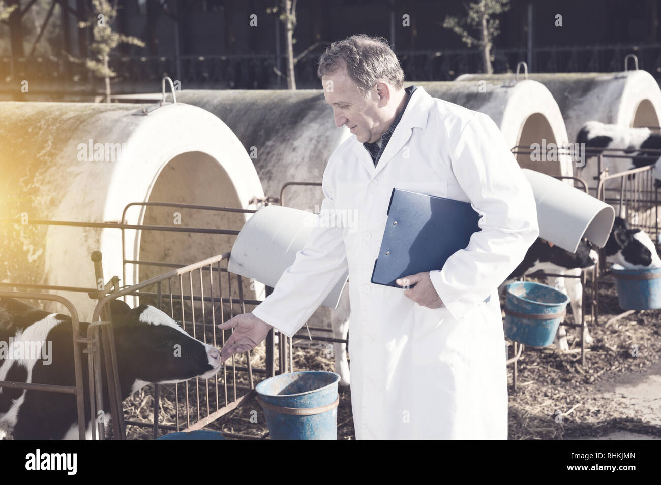 Male quality expert is standing in uniform at the cow farm Stock Photo ...