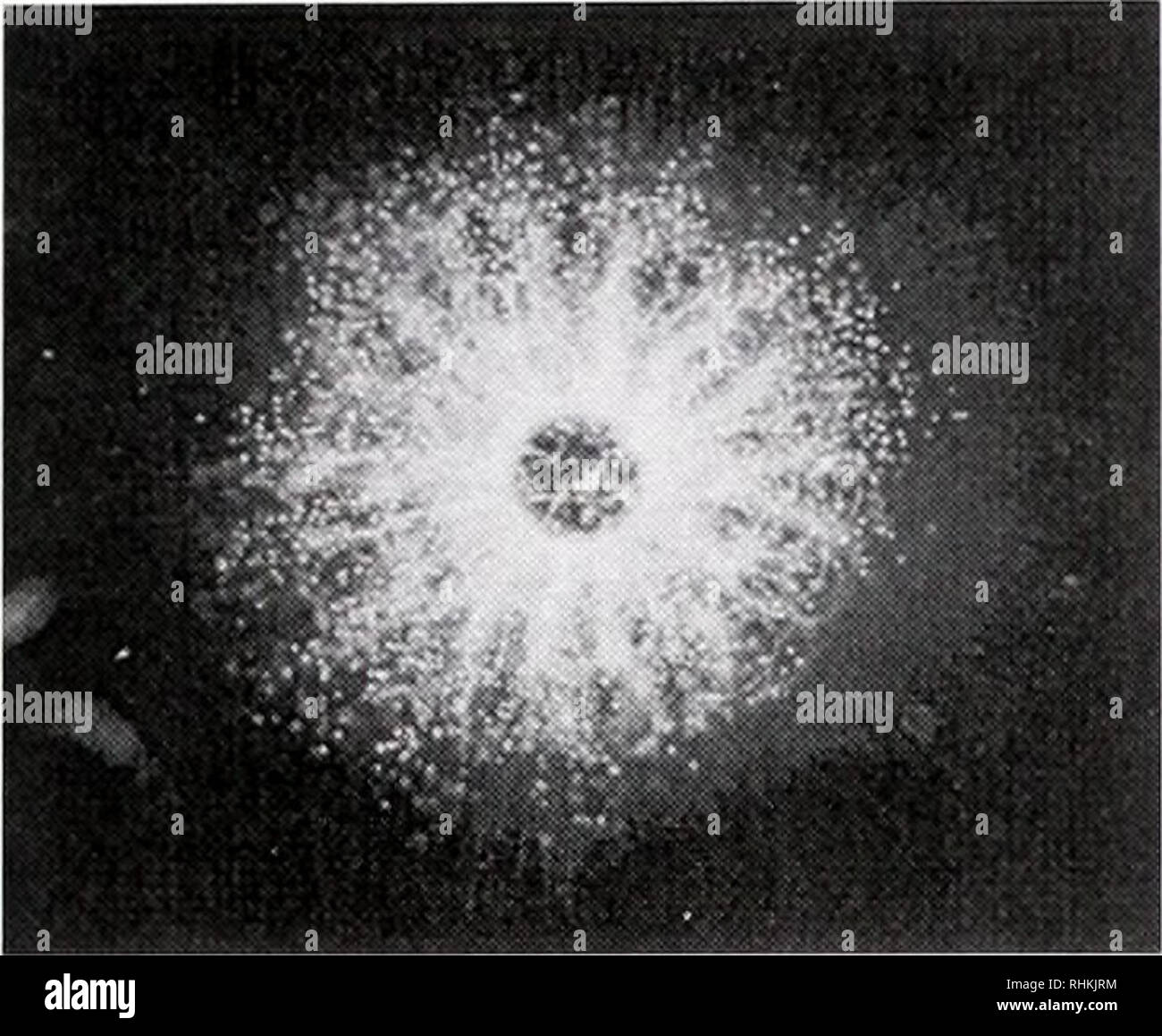 Symbiotically hi-res stock photography and images - Alamy